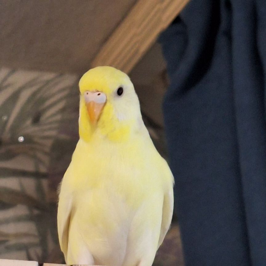 Волнистый попугай