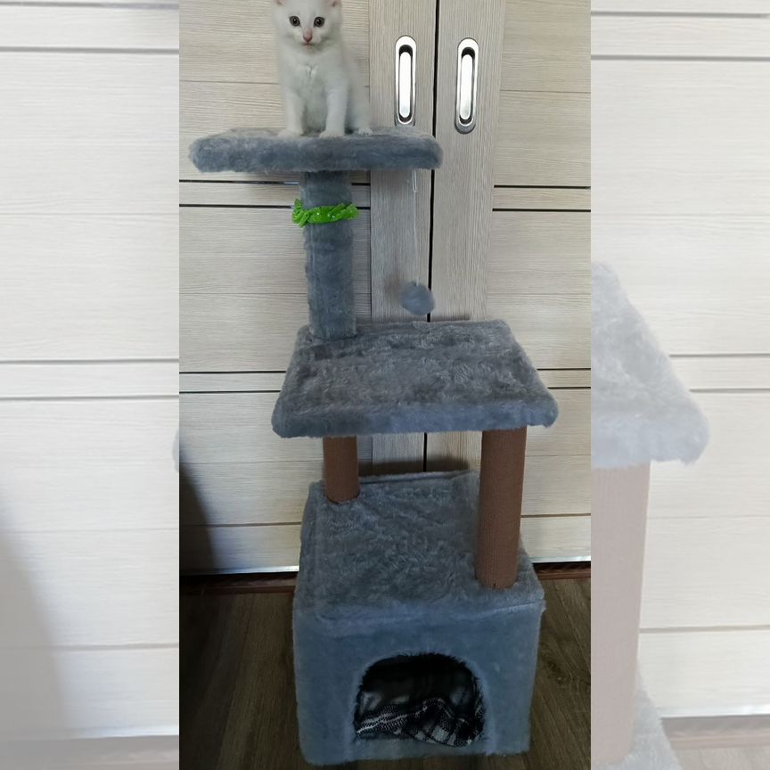 Кошачий дом и лоток