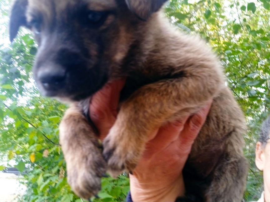 От крупных родителей девочка, 1.5 мес, привезем