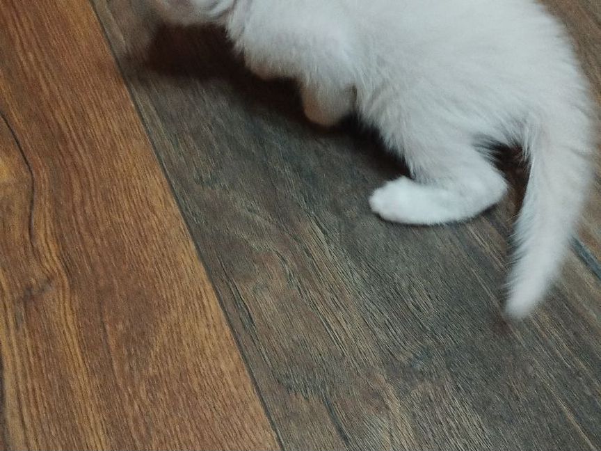 Котик в дар