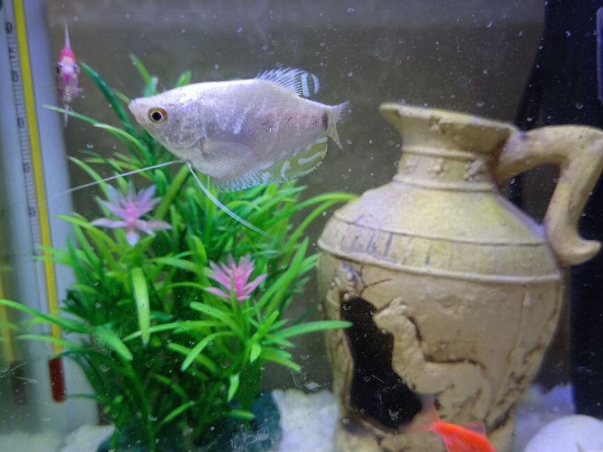 Аквариумная рыбка гурами