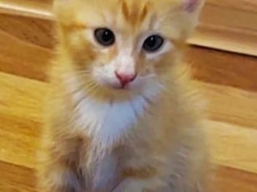 Котята ласковые рыжие и всякие