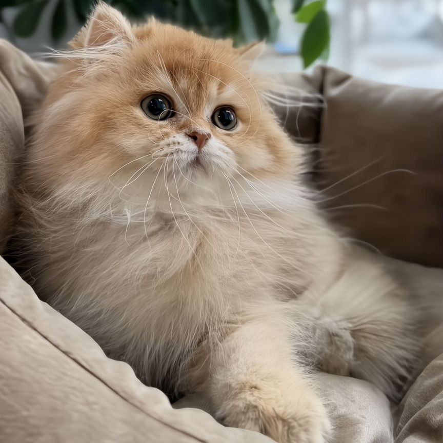 Британский длинношёрстный котёнок