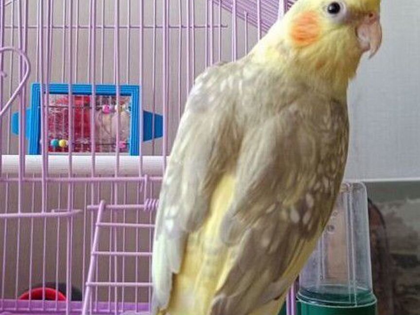 Попугай корелла птенец девочка