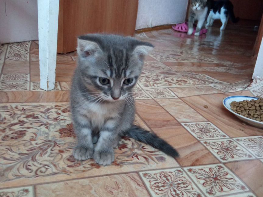 Красивые умные кошечки