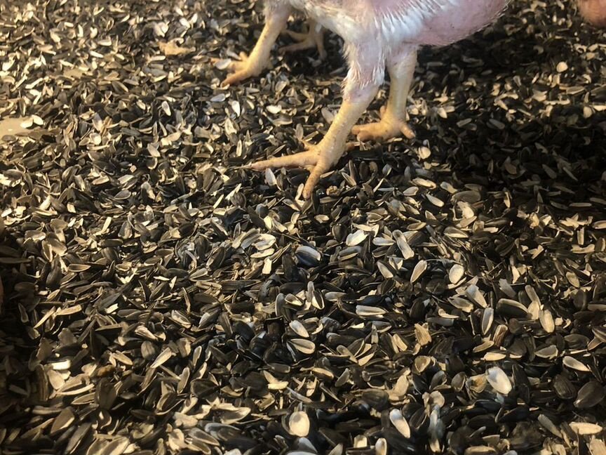 Цыплята броллеры 3 недели