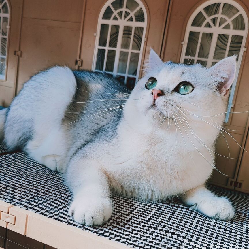 Шотландский кот вязка