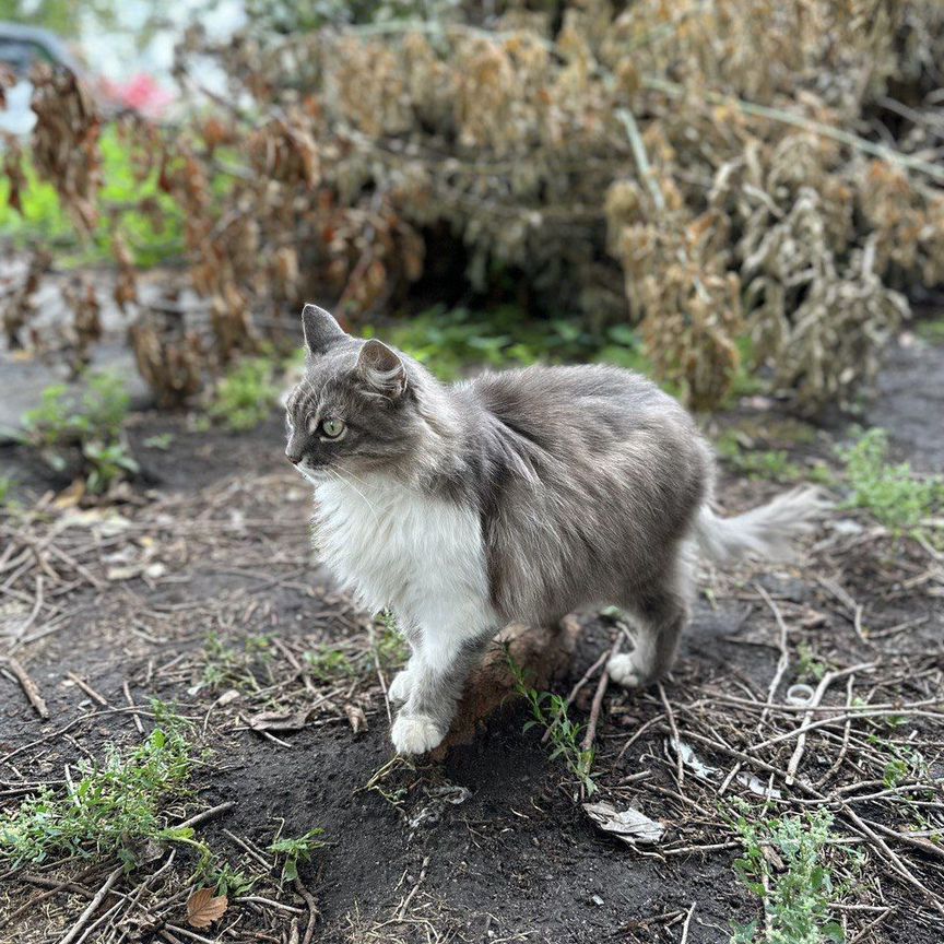 Кошечка Пуша ищет домик