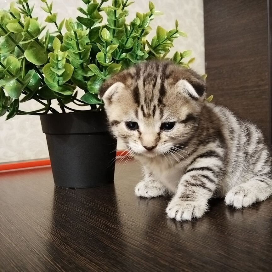 Шотландский вислоухий длинношёрстный котёнок