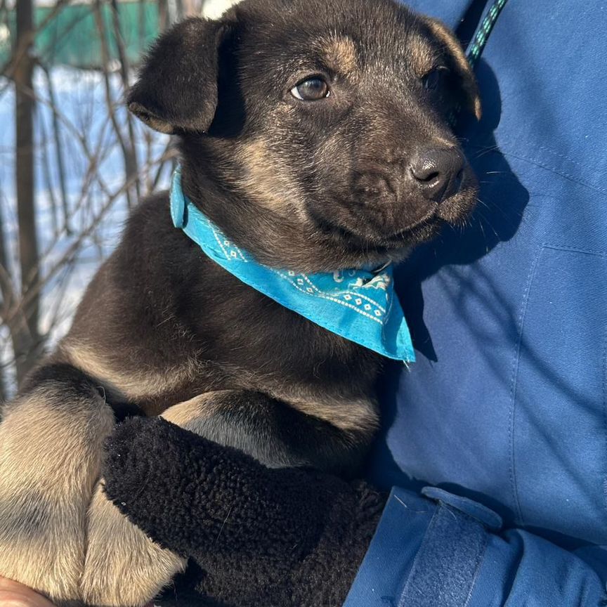 Щенок мальчик ждёт хозяев