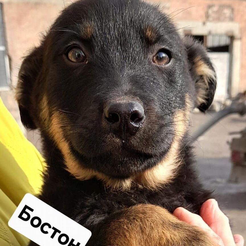 Бутуз Бостон для вашей охраны