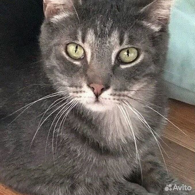 Вот такая красота и милота ищет передержку дом