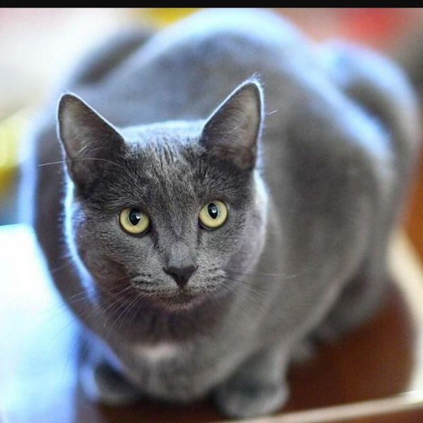 Русская голубая кошка