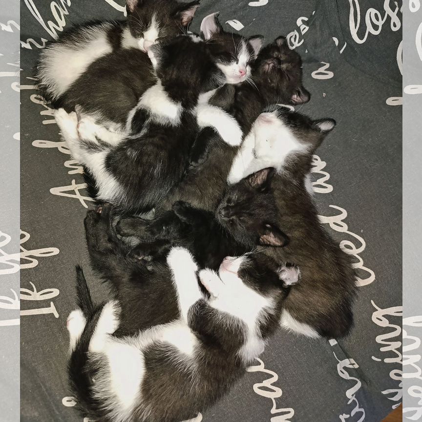 Котята в добрые руки