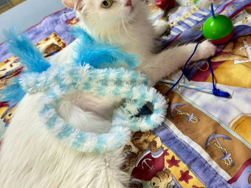 Кошка Ванилька в добрые руки