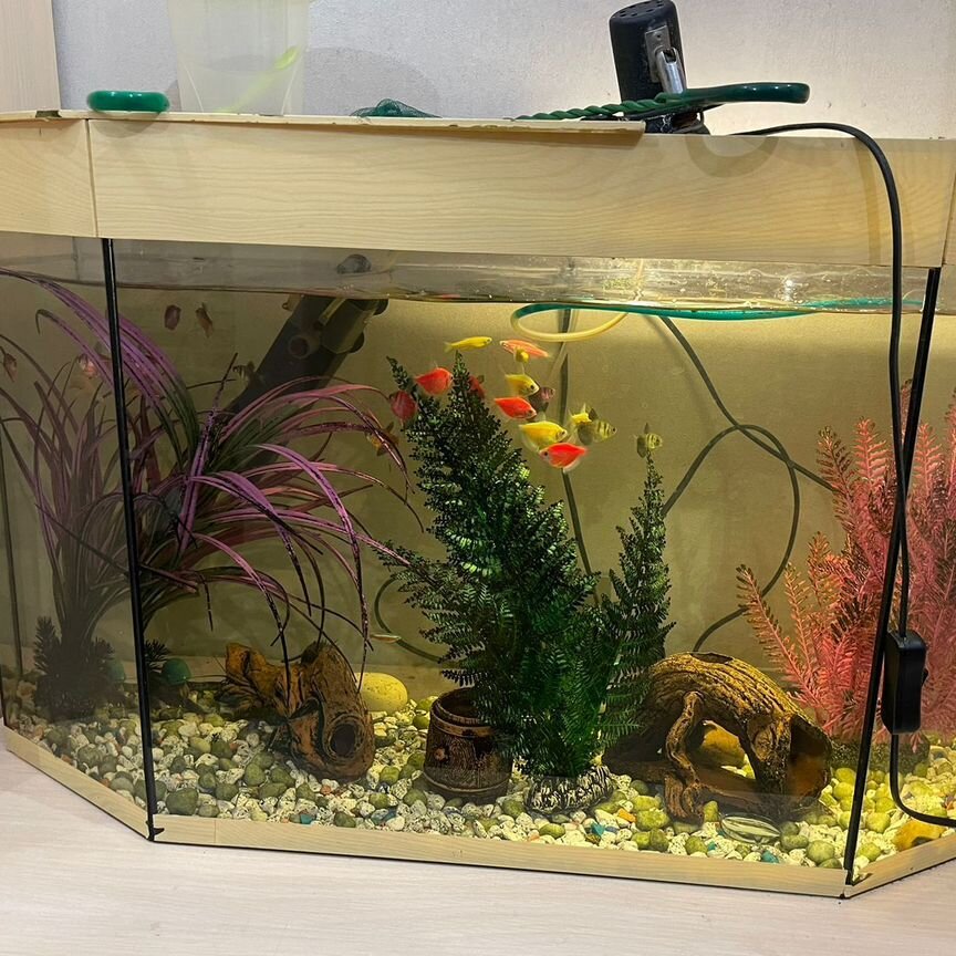 Аквариум с рыбками, тритонами и сомами