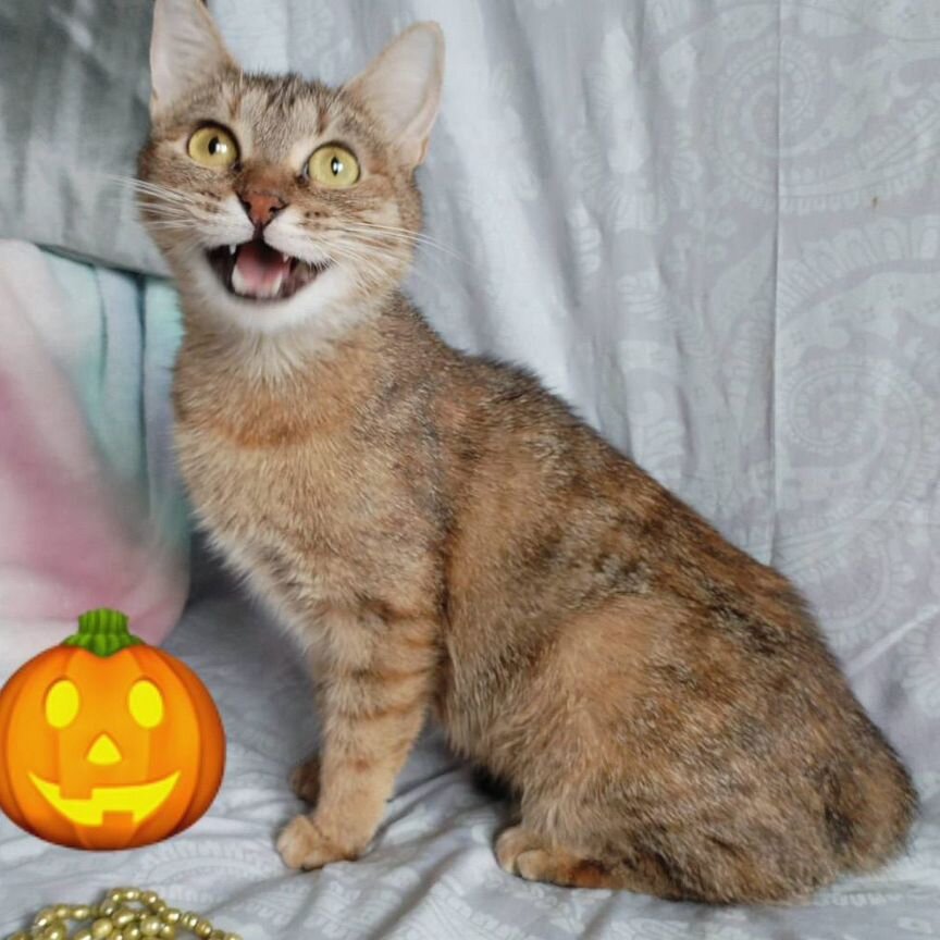 Тыковка ищет дом