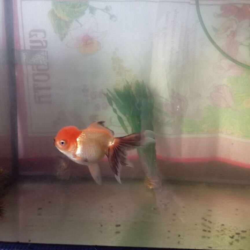 Оранда малек