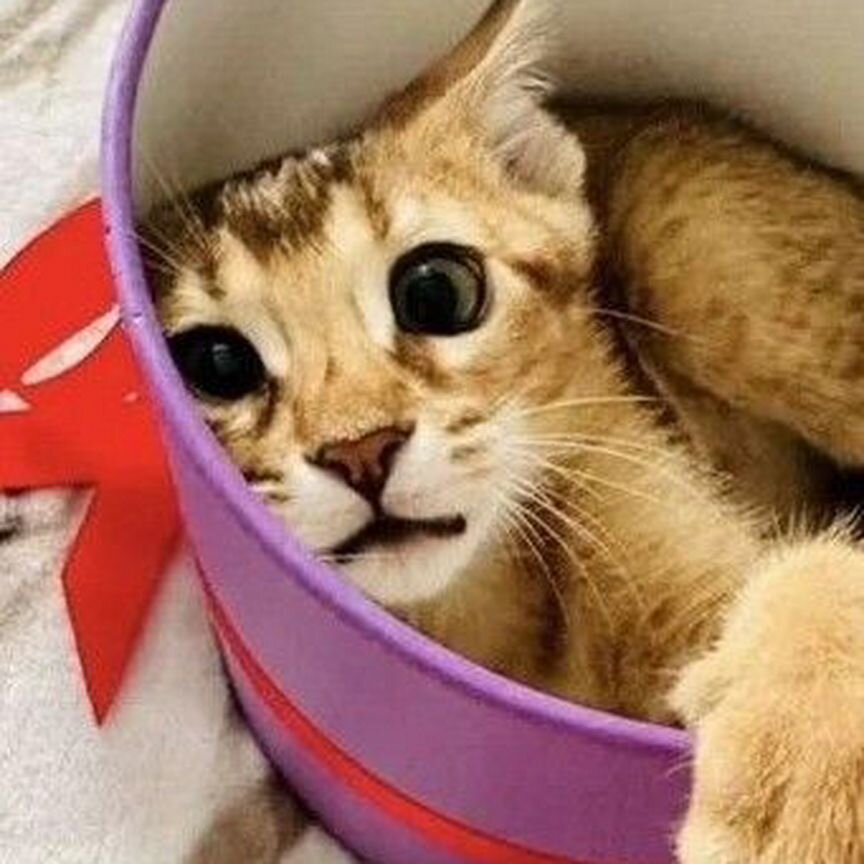 Котята