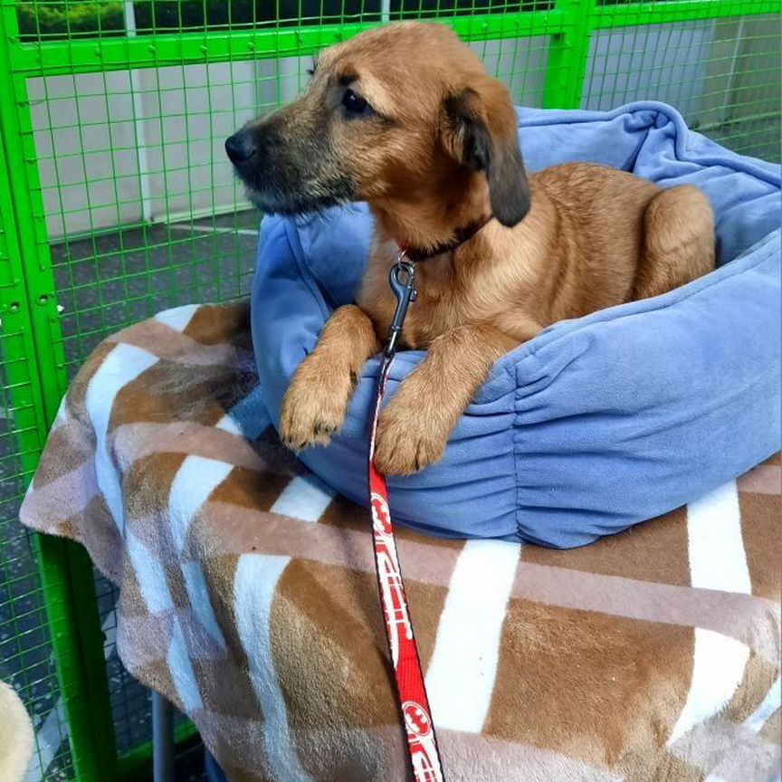 Щенок в добрые руки