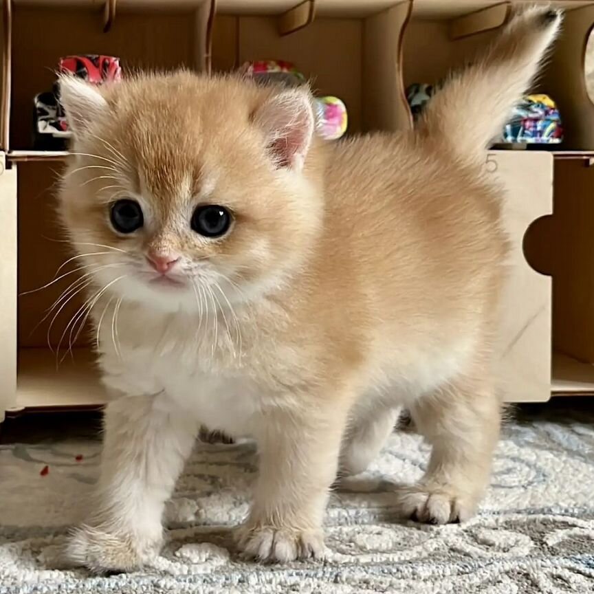 Британский короткошёрстный котёнок