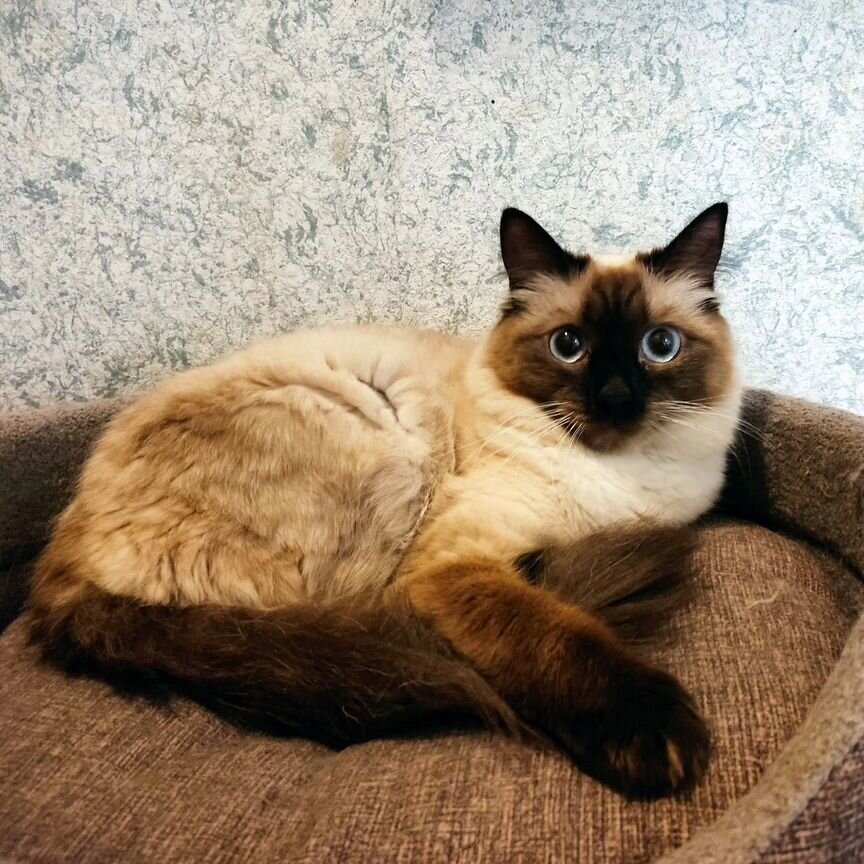 Отдам кошечку сиамку 11 месяцев