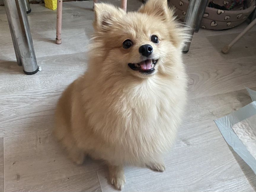 Померанский шпиц мини