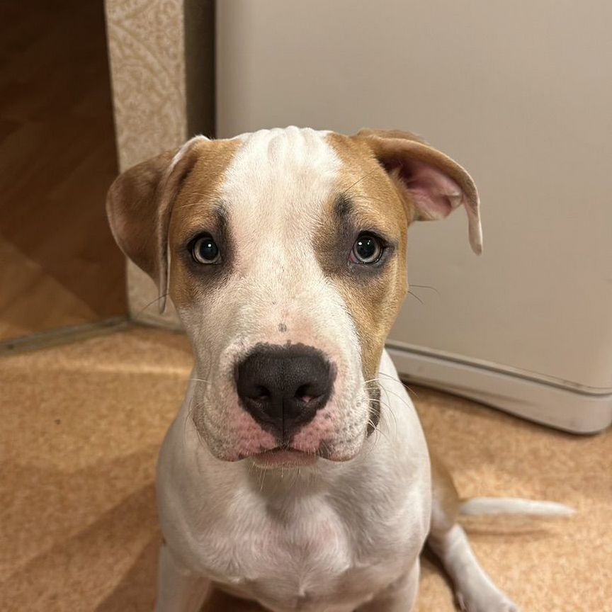 Стаффордширский терьер