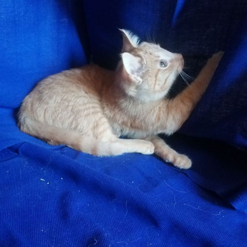 Рыжий котенок