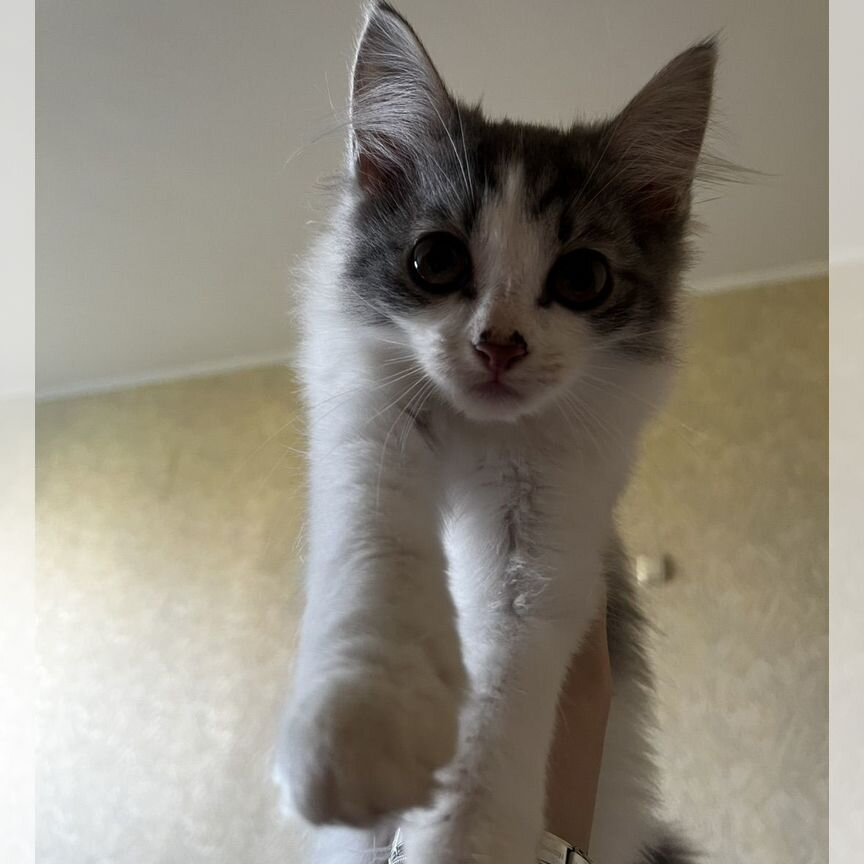 Котенок девочка в добрые руки