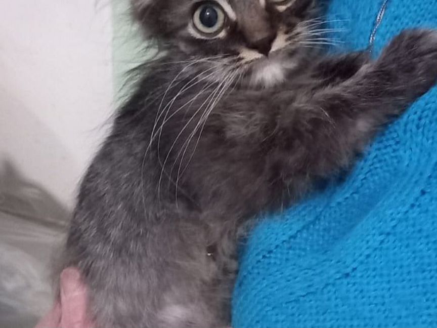 Котенок с кисточками ищет дом