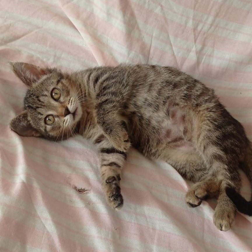 Девочка 1.5 месяца