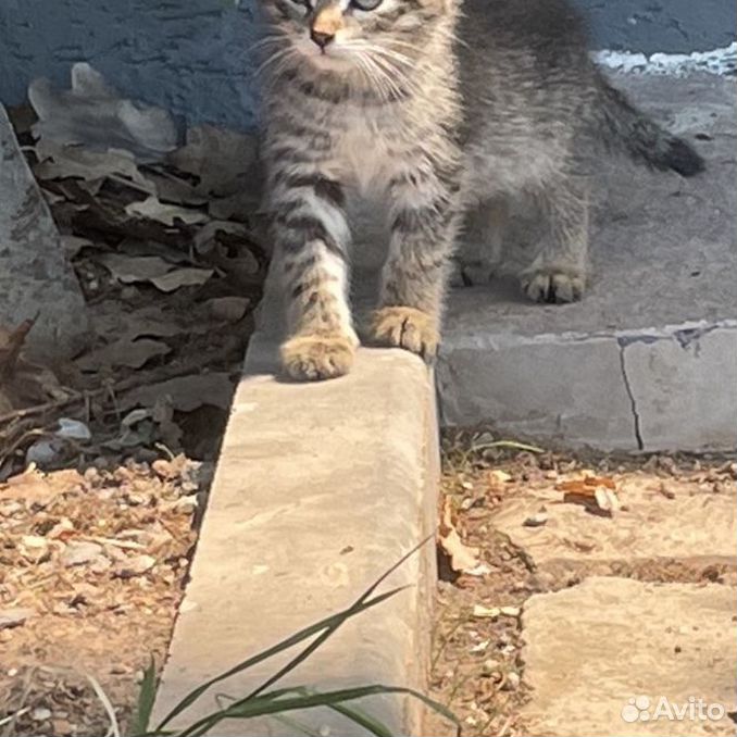 Котёнок Тишка мальчик
