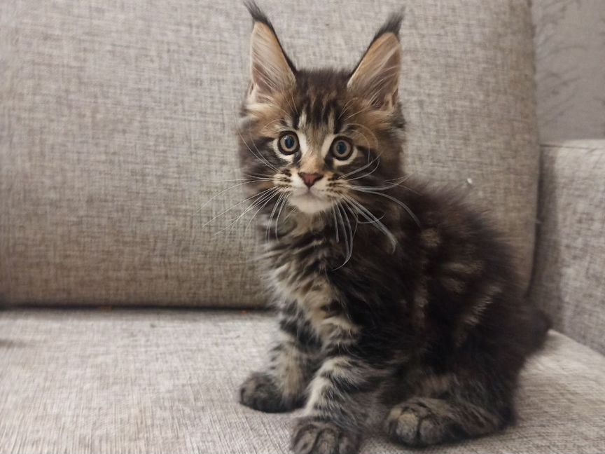 Мейн-кун девочки,мальчики