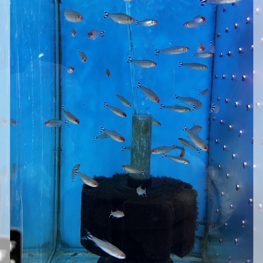 Родостомус