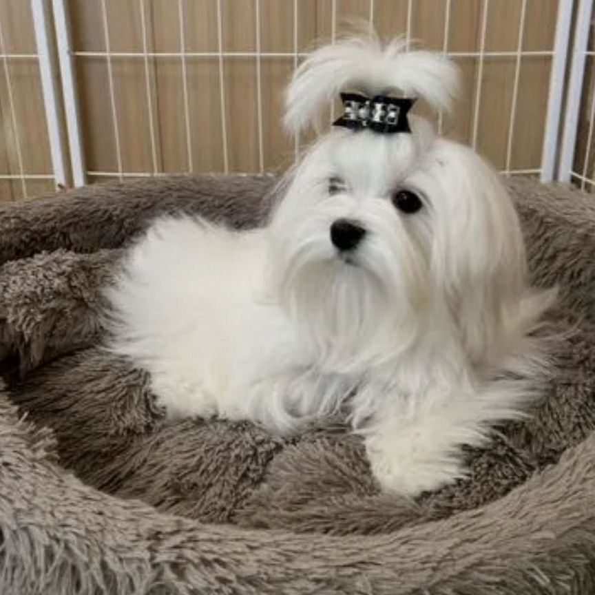 Мальтийская болонка, щенок