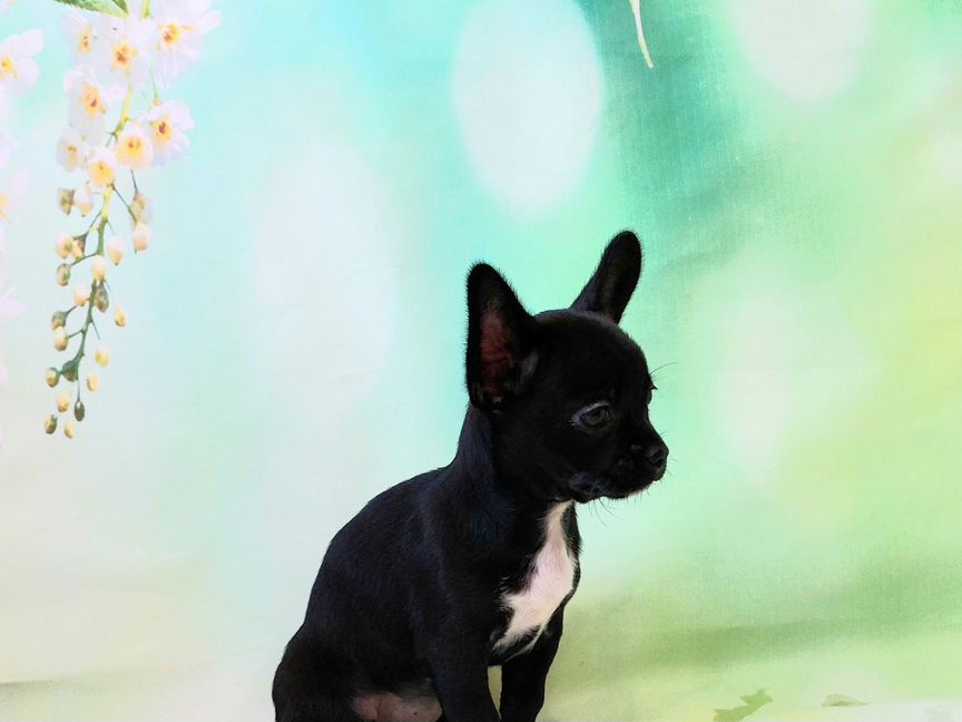 Чихуахуа девочка 2,5 мес