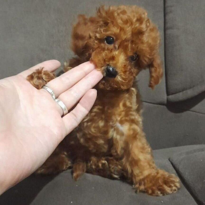 Той-пудель, щенок