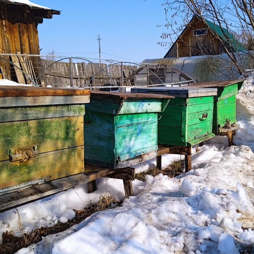 Продам пчелосемьи