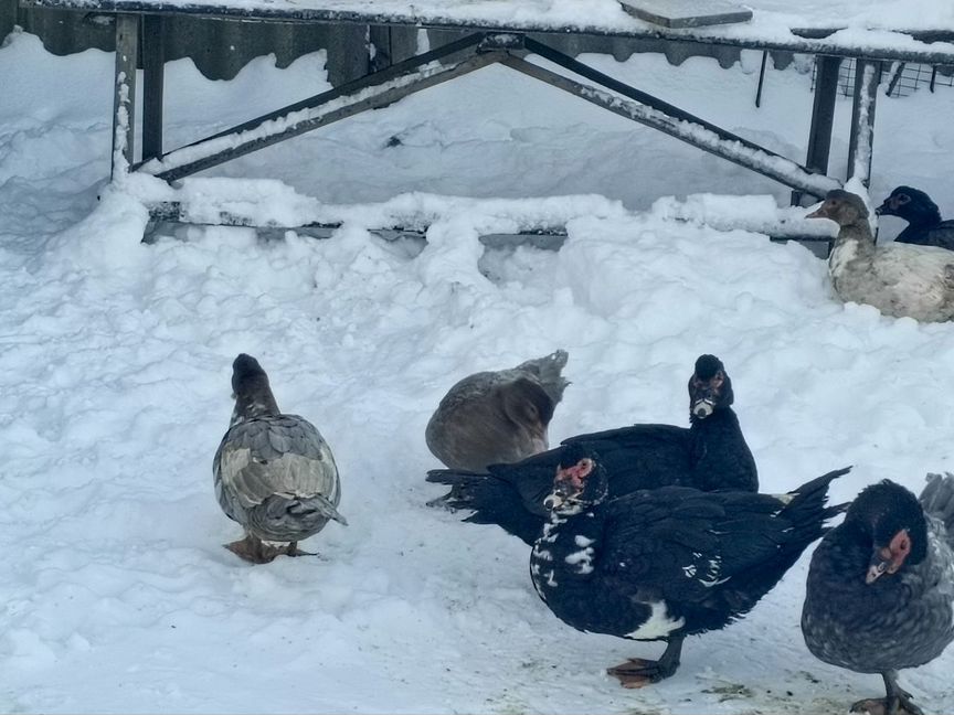 Индоутки на племя