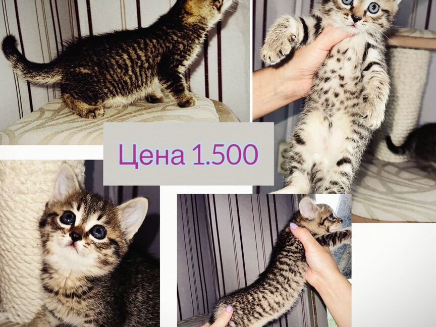 Шикарный котёнок, девочка