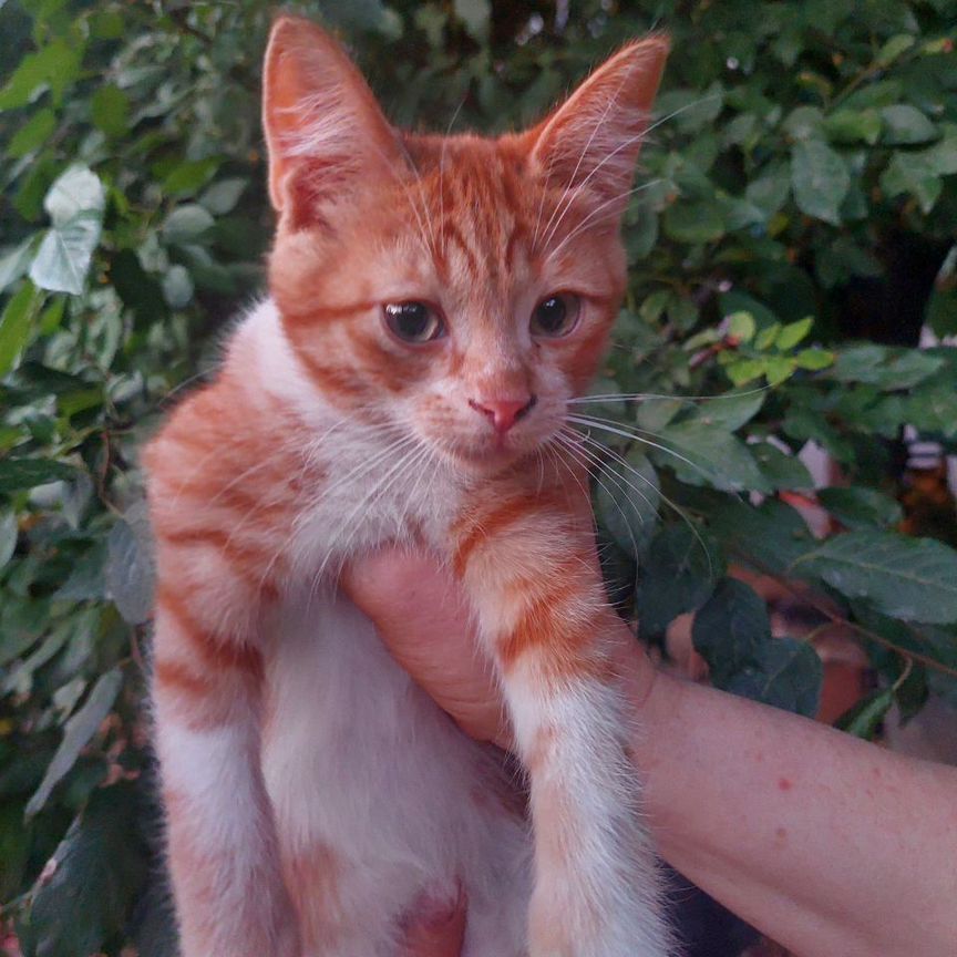 Редкий сорт Полосатый Мандаринчик