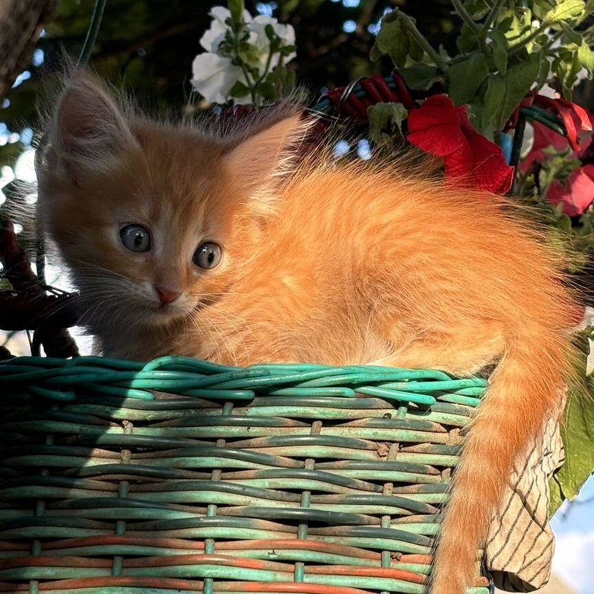 Котята в добрые руки бесплатно