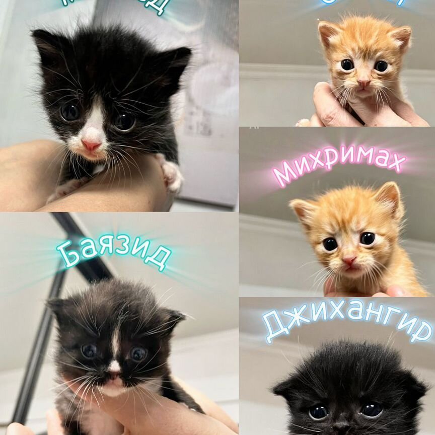 Котёнок от частного владельца