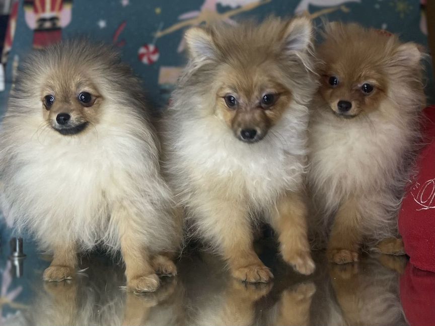 Предлагаются к продаже,щенки немейского шпица