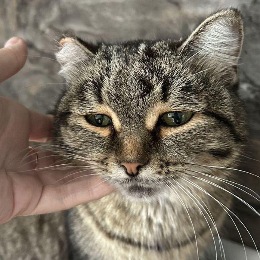 Найдена кошка