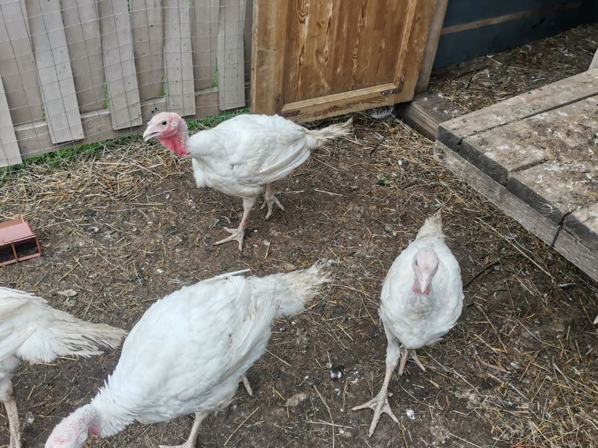 Индюки 2,5 месяца