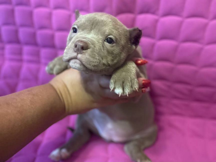 Американский булли покет стандарт девочка