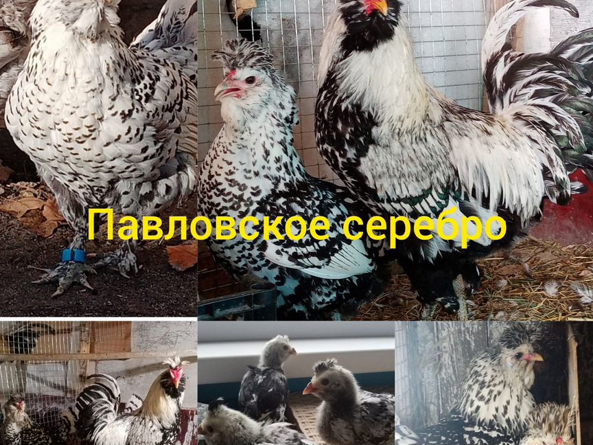 Куры орпингтон, павловские