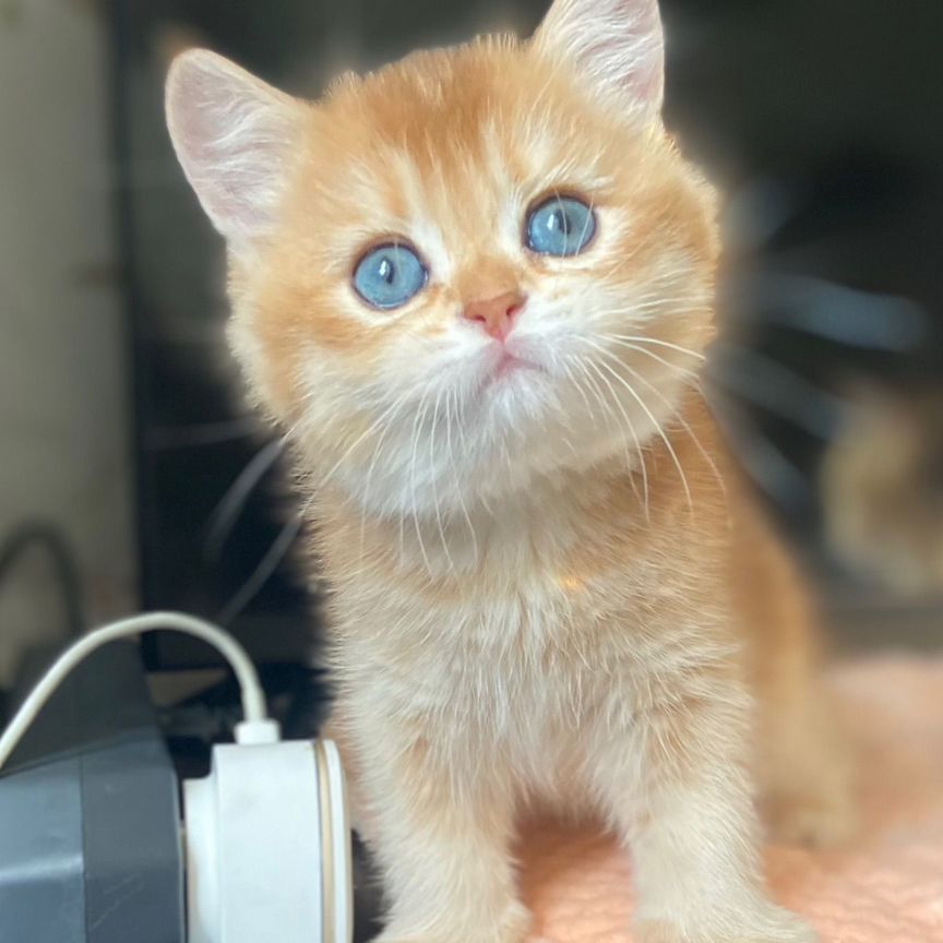 Шотландский котенок Талисман ny 12